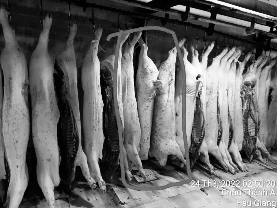 Ông Liễu Quý Ngân tung tiếp hình ảnh heo bệnh vạch trần C.P Việt Nam, CĐM phẫn nộ: ‘Hết đường ...